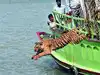 silai machine motor bhugal News and Updates from The Economic Times ...