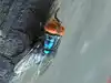 sidhu moose wala death live updates: Latest News & Videos, Photos about ...