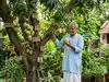 amrapali mangoes: Latest News & Videos, Photos about amrapali mangoes ...
