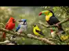 bird species in delhi: Latest News & Videos, Photos about bird species ...