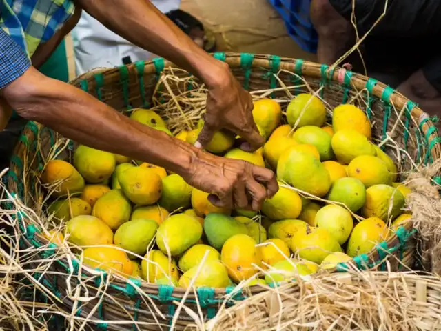 Don’t get cheated: 7 easy tips to pick sweet & juicy mangoes while ...