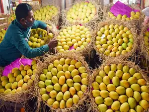 Dark spots on Bengal's Himsagar mangoes cast shadow on export shipment ...