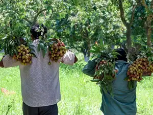 India exports 1-tonne of GI-tagged Tezpur Litchi to Dubai - The ...