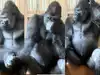 chikki girl viral video prank: Latest News & Videos, Photos about ...