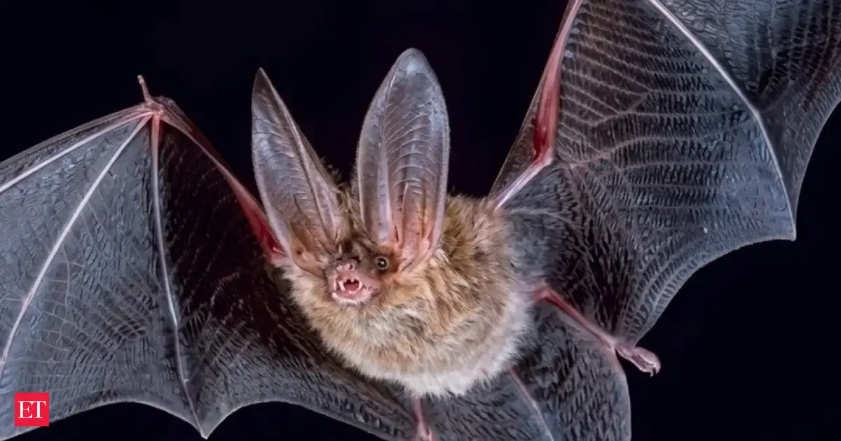 Over 1,500 bat species carry thousands of deadly viruses but rarely get ...