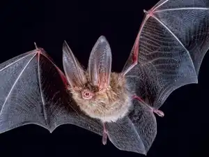 Over 1,500 bat species carry thousands of deadly viruses but rarely get ...
