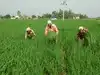 rice prices increase: Latest News & Videos, Photos about rice prices ...