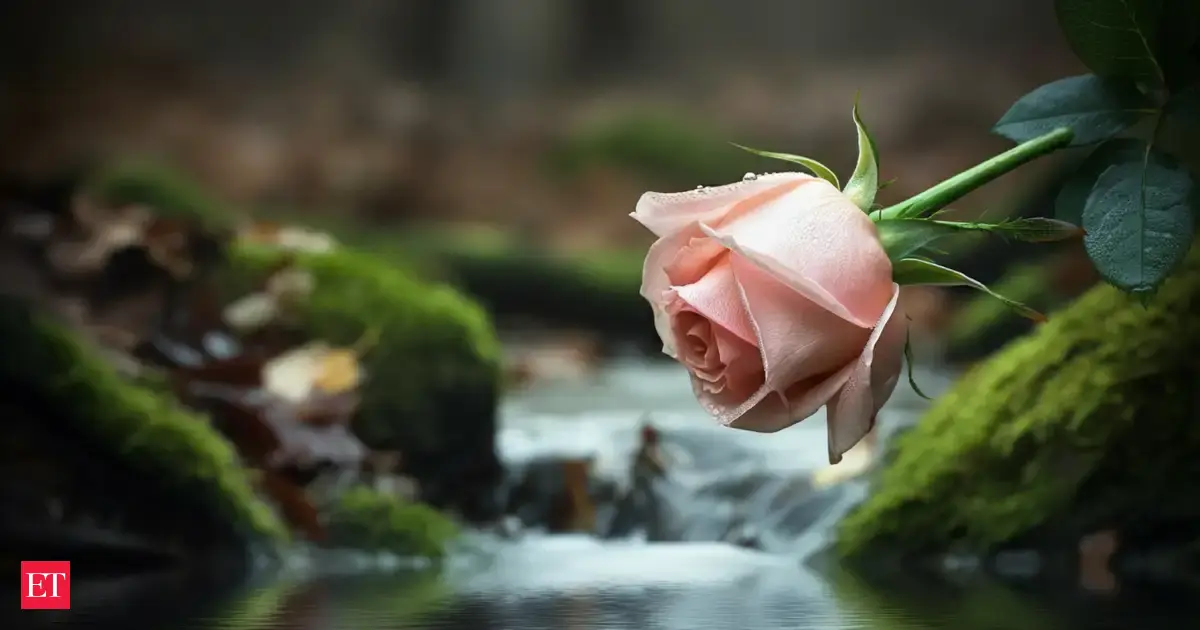 Chinese Proverbs on love: Chinese Proverb of the Day: 'The flower has ...