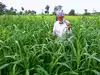 shoukat dogar dairy farm: Latest News & Videos, Photos about shoukat ...