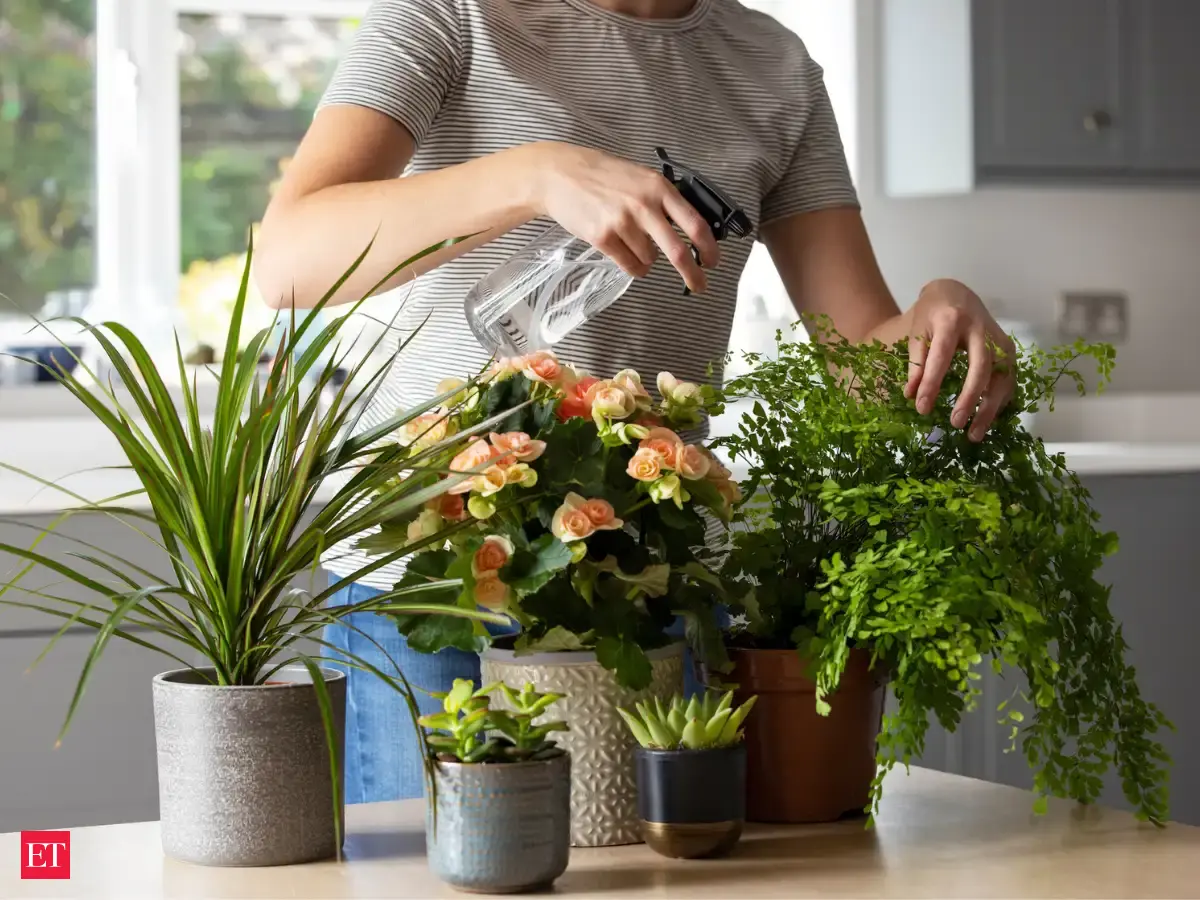 5 essentials to follow this June to maintain the health of your indoor ...