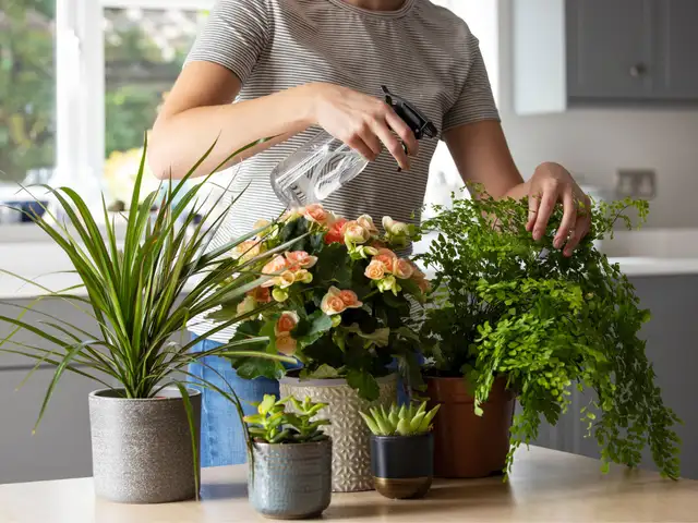 5 essentials to follow this June to maintain the health of your indoor ...