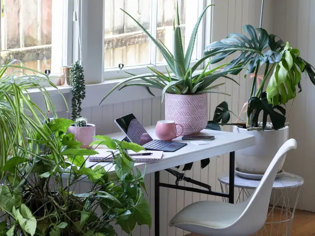 5 essentials to follow this June to maintain the health of your indoor ...