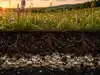 corelation between biosurfactant production and heavy metal resistance ...