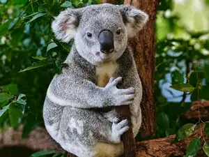 18 koalas moved to Kangaroo Island in the 1920s; a century on, 27,000 ...