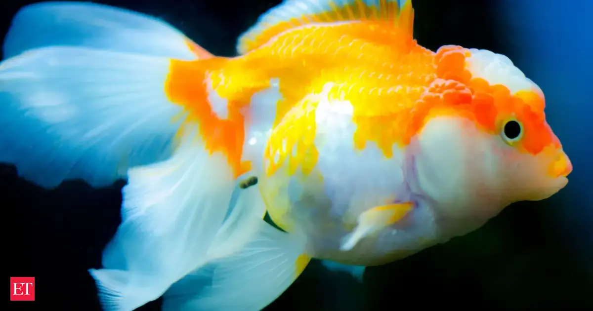 From pet to pest: A 2026 experiment reveals that releasing goldfish ...