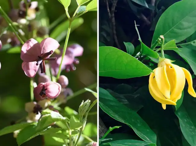These 5 flowering vines look beautiful and they make your garden smell ...