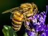 in bss how rare is it to get mythical bee: Latest News & Videos, Photos ...