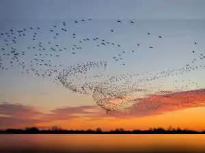 bird flock physics: This weird trick helped physicists solve the bird ...