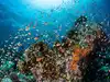 ocean pollution: Latest News & Videos, Photos about ocean pollution ...