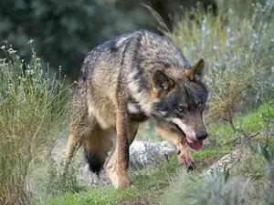 A GPS-tracked wolf did something stunning in Switzerland: It swam into ...
