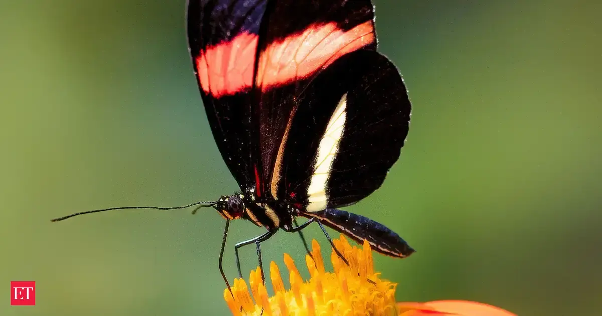 Scientists found a tropical butterfly that appears to slow its own ...