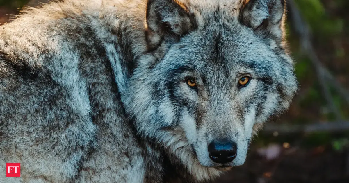 In January 1995, 14 wolves were reintroduced to Yellowstone from Canada ...