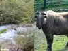 mishmi takin sikkim images: Latest News & Videos, Photos about mishmi ...