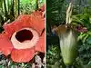 crimson desert bug catching backpack: Latest News & Videos, Photos ...