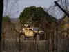 indian canyon train bridge: Latest News & Videos, Photos about indian ...