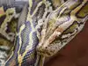 indian python price in inr: Latest News & Videos, Photos about indian ...