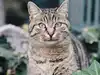 adopt me visual pet fake trade script delta: Latest News & Videos ...