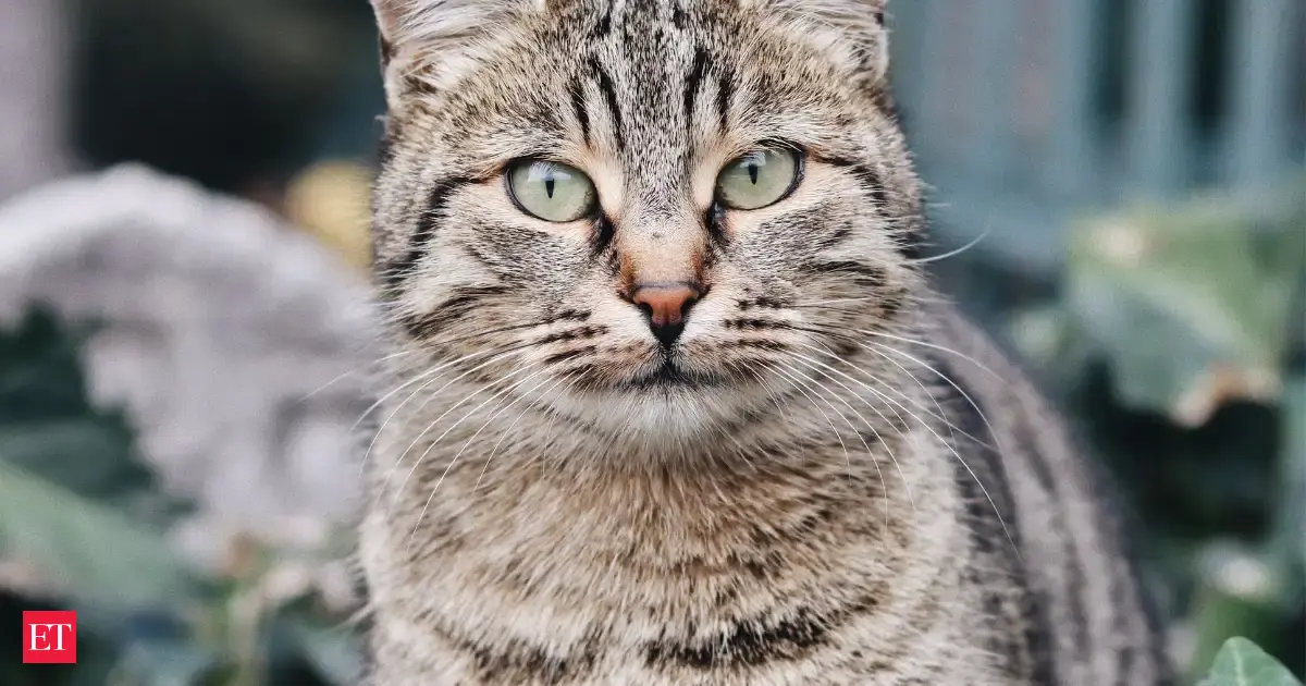 Scientists just reviewed more than 400 cat studies and found that ...