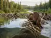 beaver dams carbon storage: Latest News & Videos, Photos about beaver ...