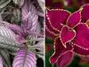 grow a garden plants: Latest News & Videos, Photos about grow a garden ...