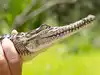 three difference between plant and animal cell: Latest News & Videos ...
