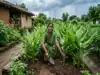 turmeric production: Latest News & Videos, Photos about turmeric ...