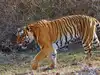 tiger red concentrated wax: Latest News & Videos, Photos about tiger ...