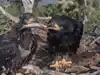 bald eagle survival News and Updates from The Economic Times - Page 1