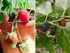 butterfly grow a garden roblox News and Updates from The Economic Times ...