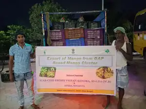 Bengal: Malda mango exports touch 10 tonnes in one week; 100-tonne ...