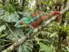 fps meccha chameleon pics News and Updates from The Economic Times - Page 1