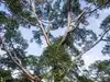 current canada forest firest: Latest News & Videos, Photos about ...