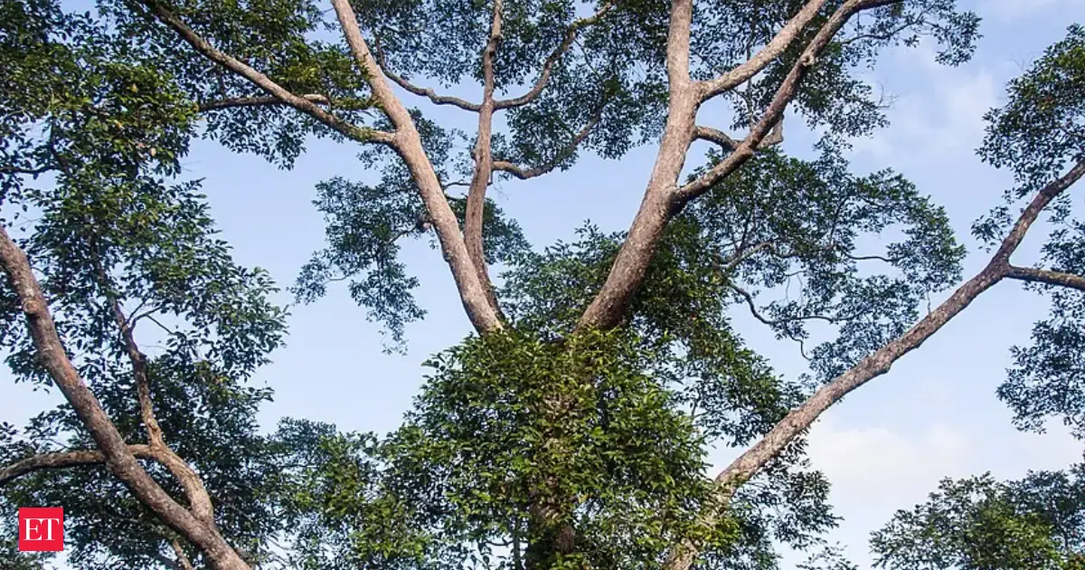 Malaysia's tallest rainforest trees keep pumping water to their highest ...
