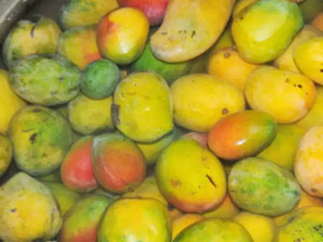 Mango: Who says you shouldn't eat mangoes during monsoon? - The ...