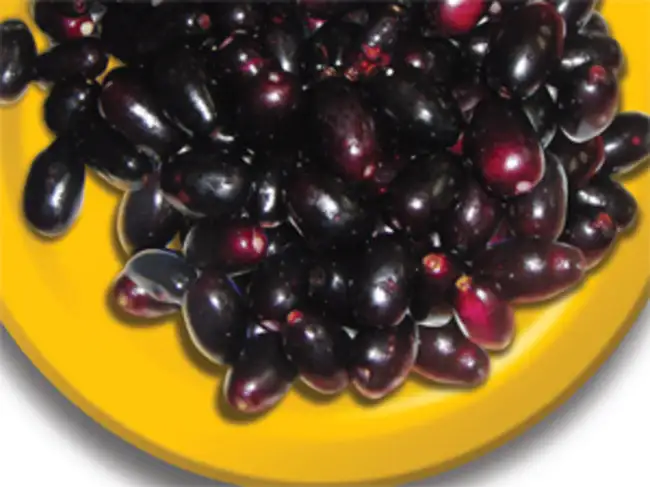 Sunday ET: Jamun holds special place in Indian culture thanks to its ...