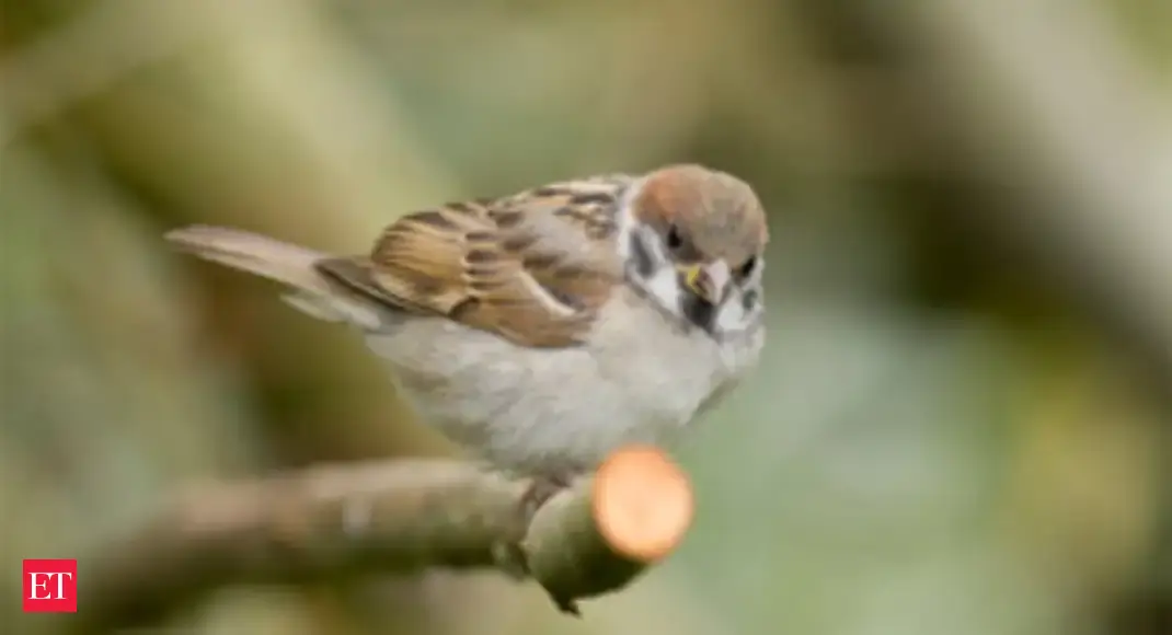 Delhi should emulate its new state bird - the humble sparrow - The ...