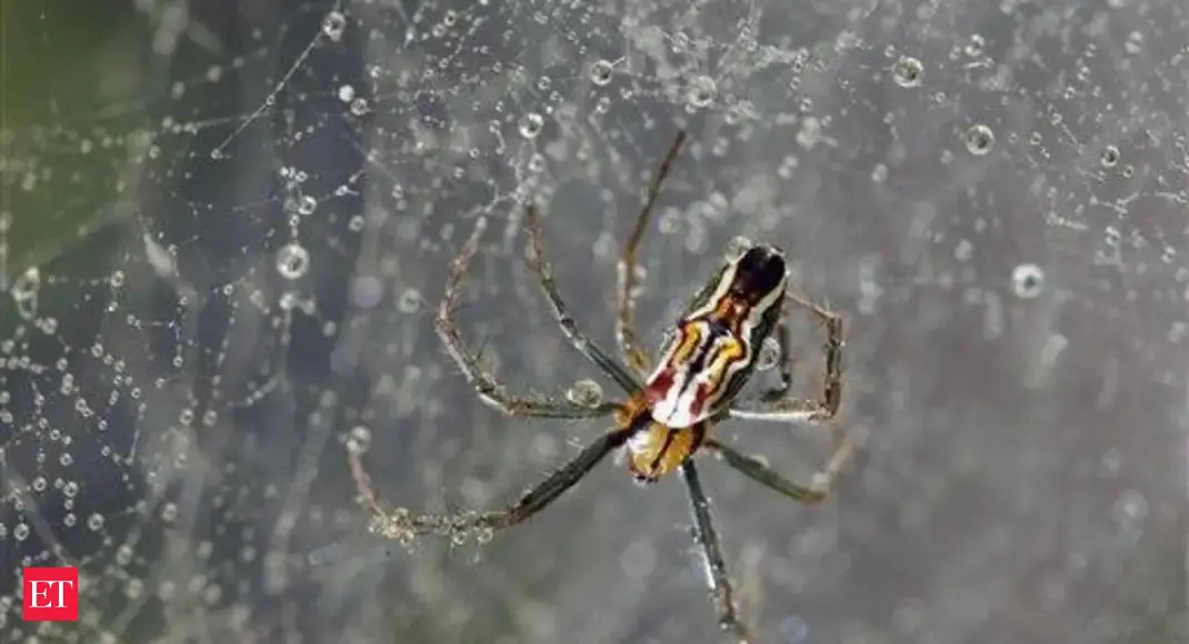 Thirty-three new spider species discovered - The Economic Times
