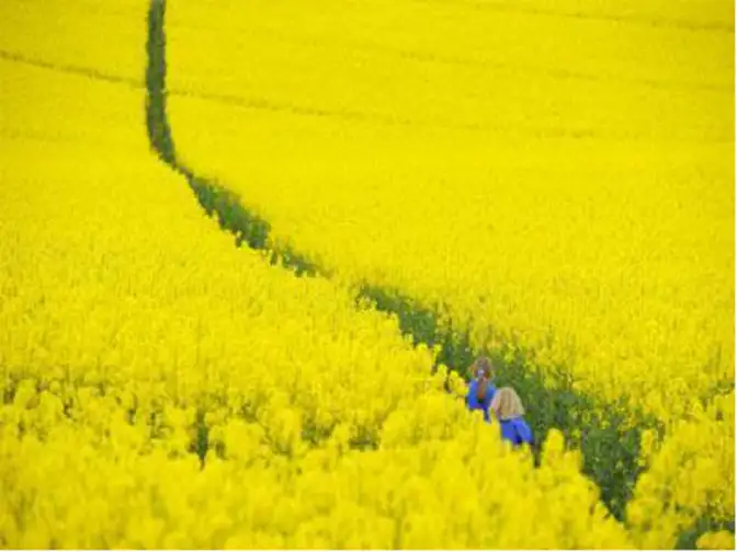 Rapeseed-mustard production to touch 71 lakh tonnes - The Economic Times