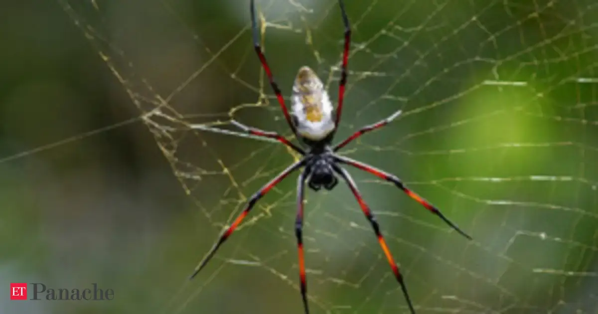 How a spider web works - The Economic Times
