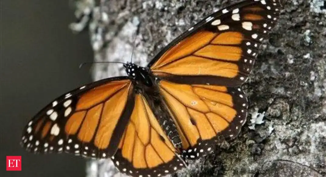 Monarch butterflies migrate using 'Internal Compass' - The Economic Times
